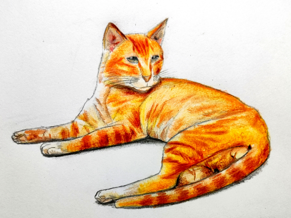 猫-大橘猫_汤俊文MRTJW-站酷ZCOOL