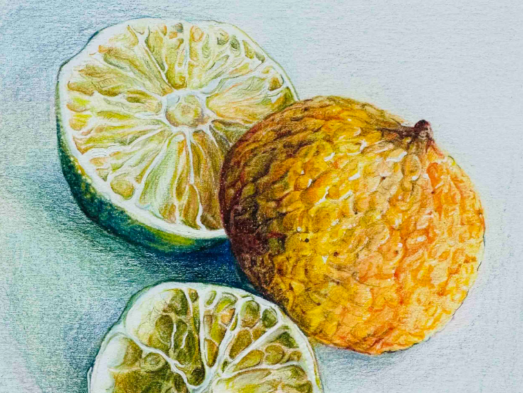 橙檬厚爱_Aisheer-站酷ZCOOL