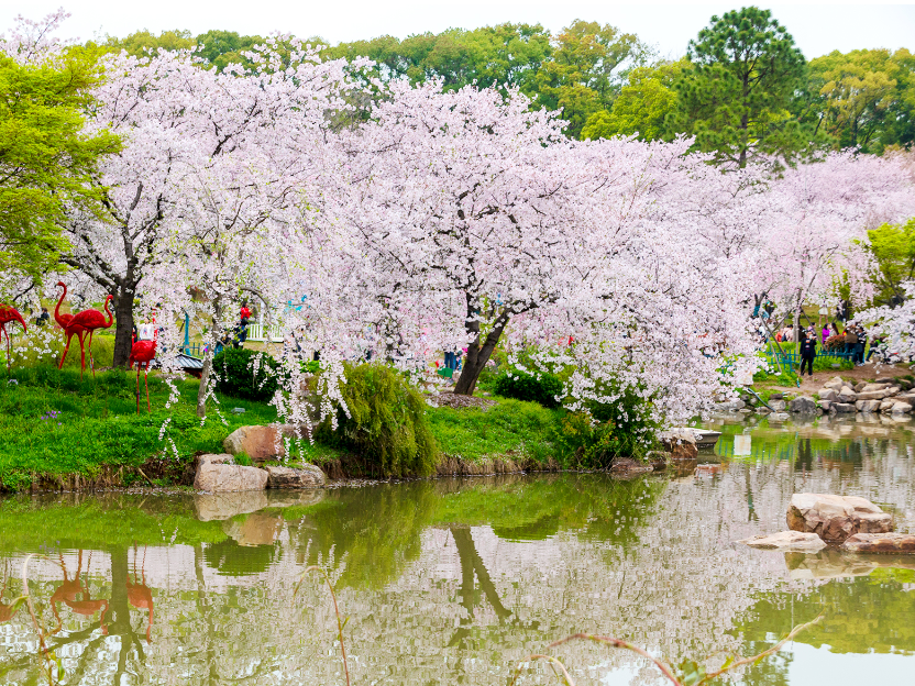 东湖樱花园姚青春2023年随拍照片2_yao285-站酷ZCOOL