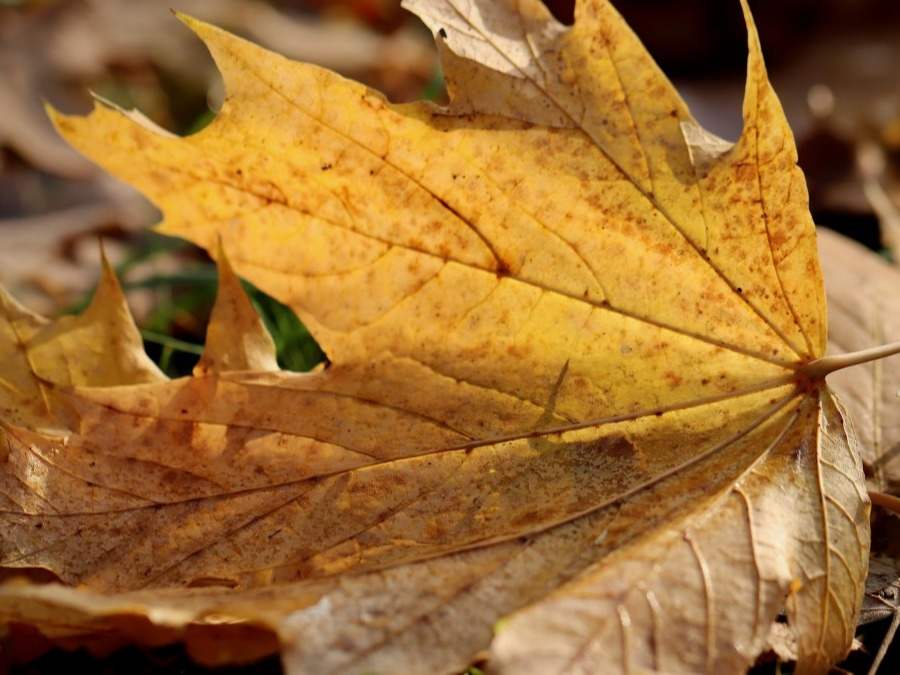 课程分享 ichisaku 日系头像插画班 q版团练班_绘画设计建模-站酷ZCOOL