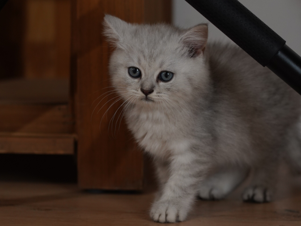 Kitty Kitty_懒鱼不会胖-站酷ZCOOL