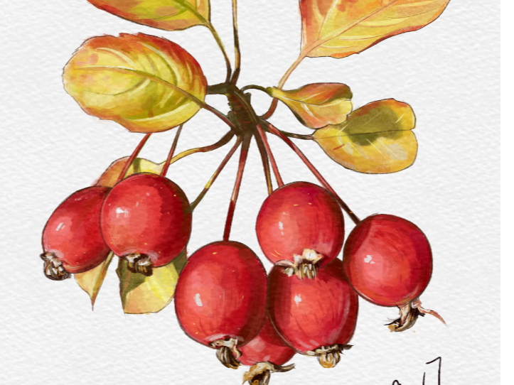 水彩海棠果_锅包肉ya-站酷ZCOOL