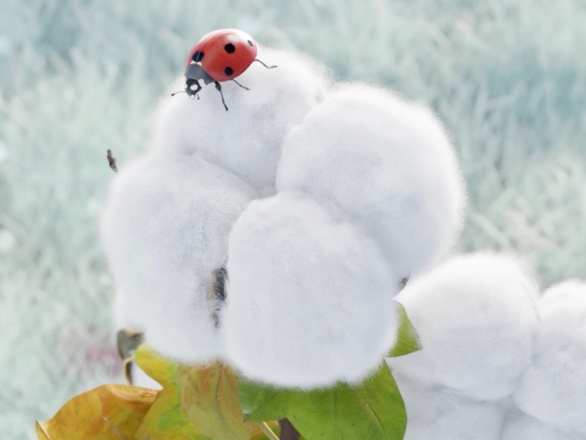 主图视频｜全棉时代bbnice 奈丝宝宝棉尿裤_棋人文化-站酷ZCOOL