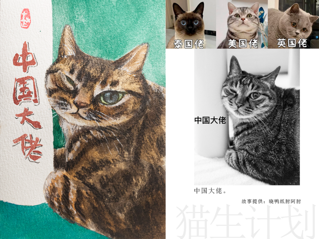 猫生计划（111/365）②_hello招财-站酷ZCOOL