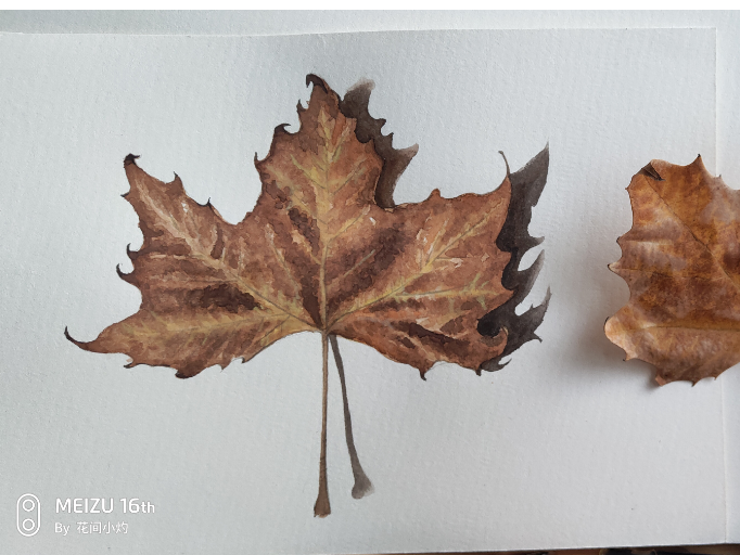 手绘速写打卡《树叶1》——Day7_花间小灼-站酷ZCOOL