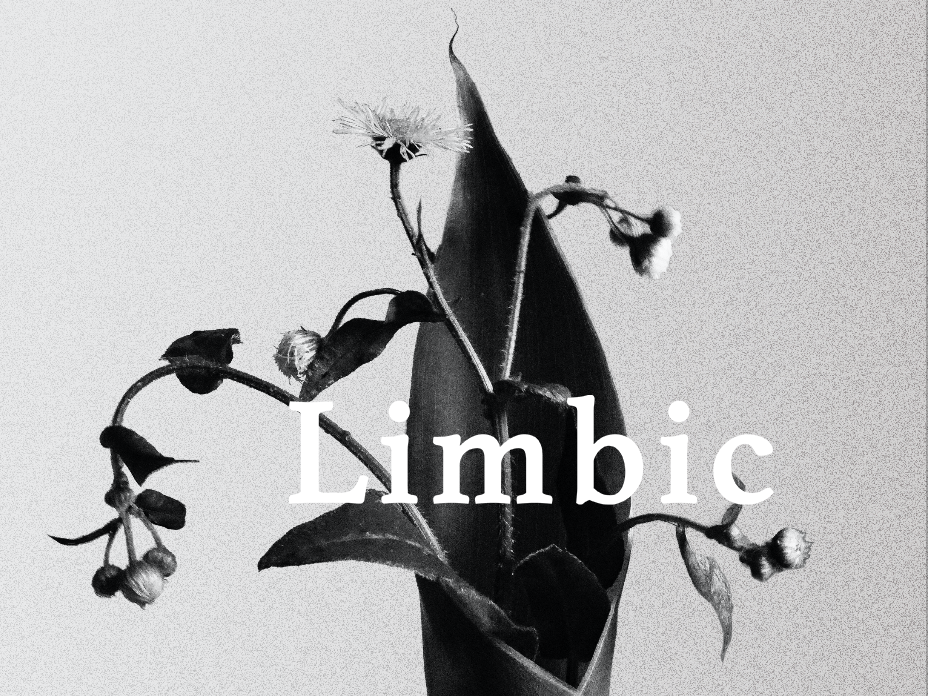 自然光下的植物_Limbic-站酷ZCOOL