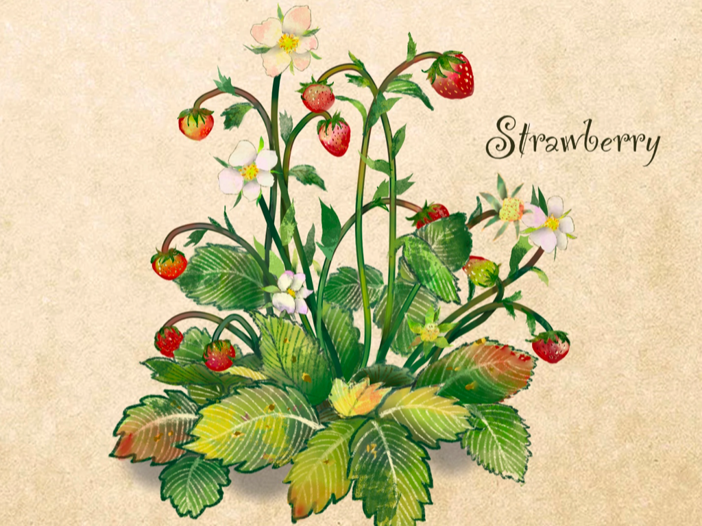 草莓🍓 石榴_臭豆腐ya-站酷ZCOOL