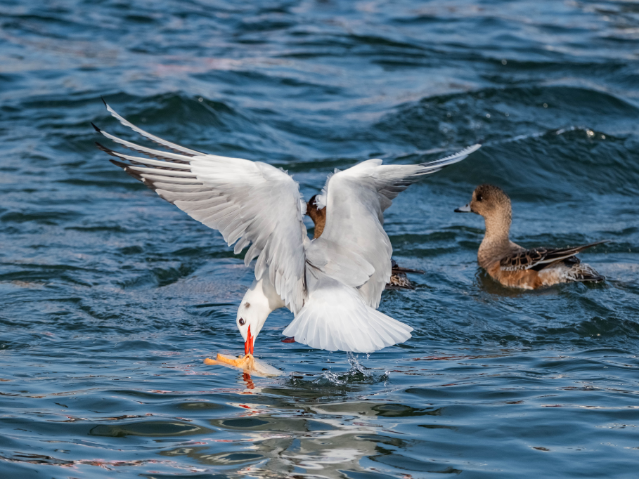 深圳湾候鸟_鲸不见大海-站酷ZCOOL