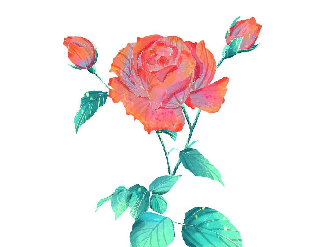 绚丽玫瑰_ZILIIA-站酷ZCOOL