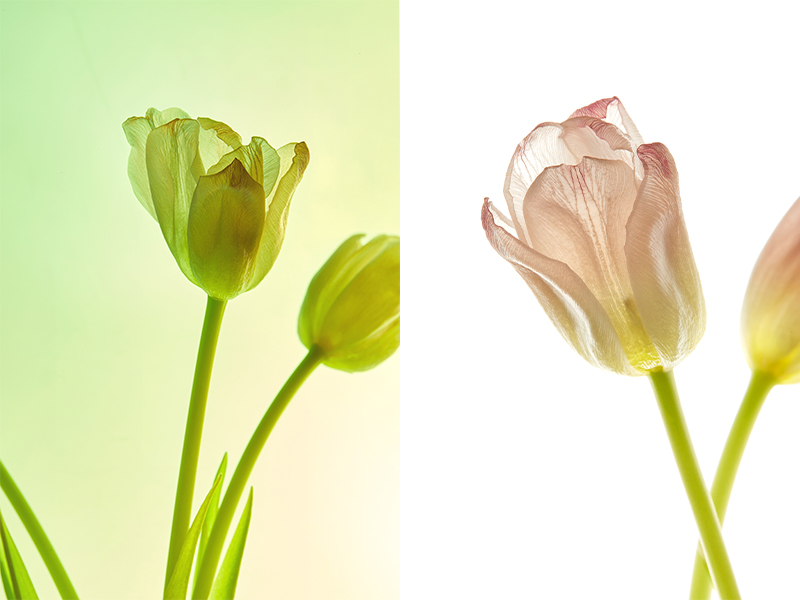 🌷｜调性摄影 | AwA:)_FromAwA-站酷ZCOOL