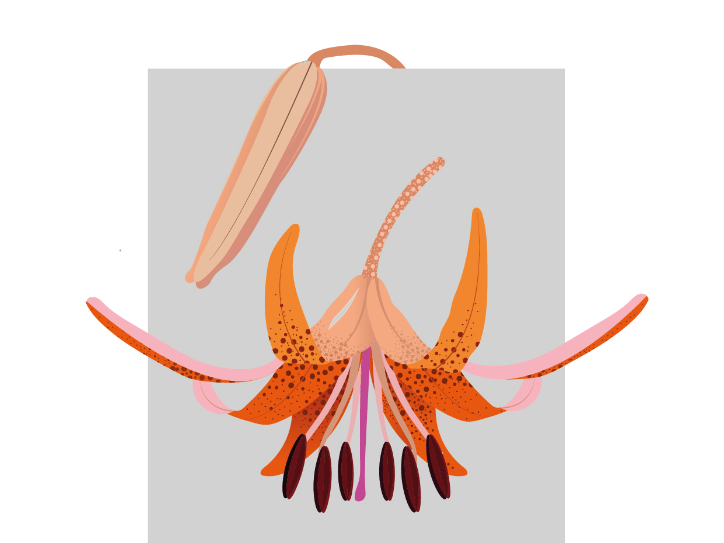 山丹丹花_懒猫先生popo-站酷ZCOOL