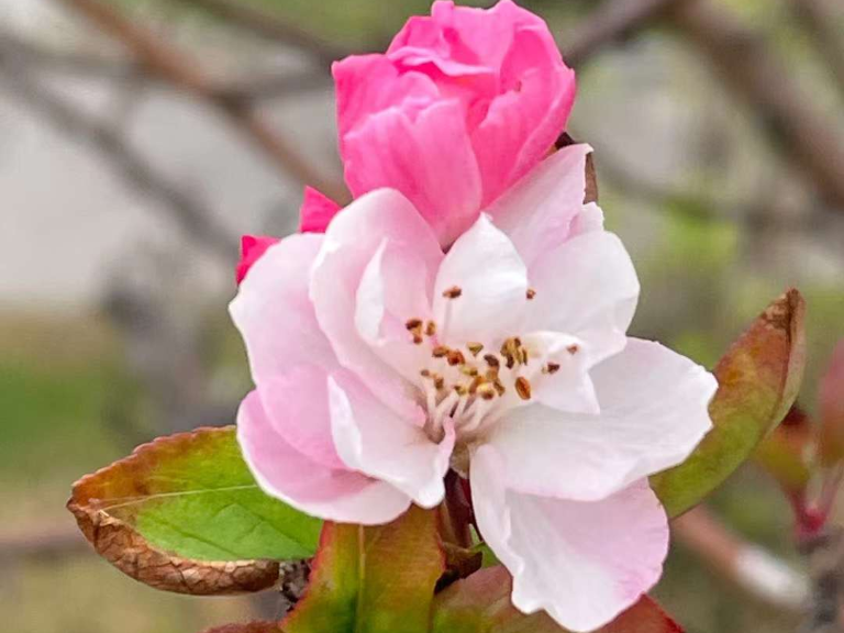 花儿_空空如也123-站酷ZCOOL