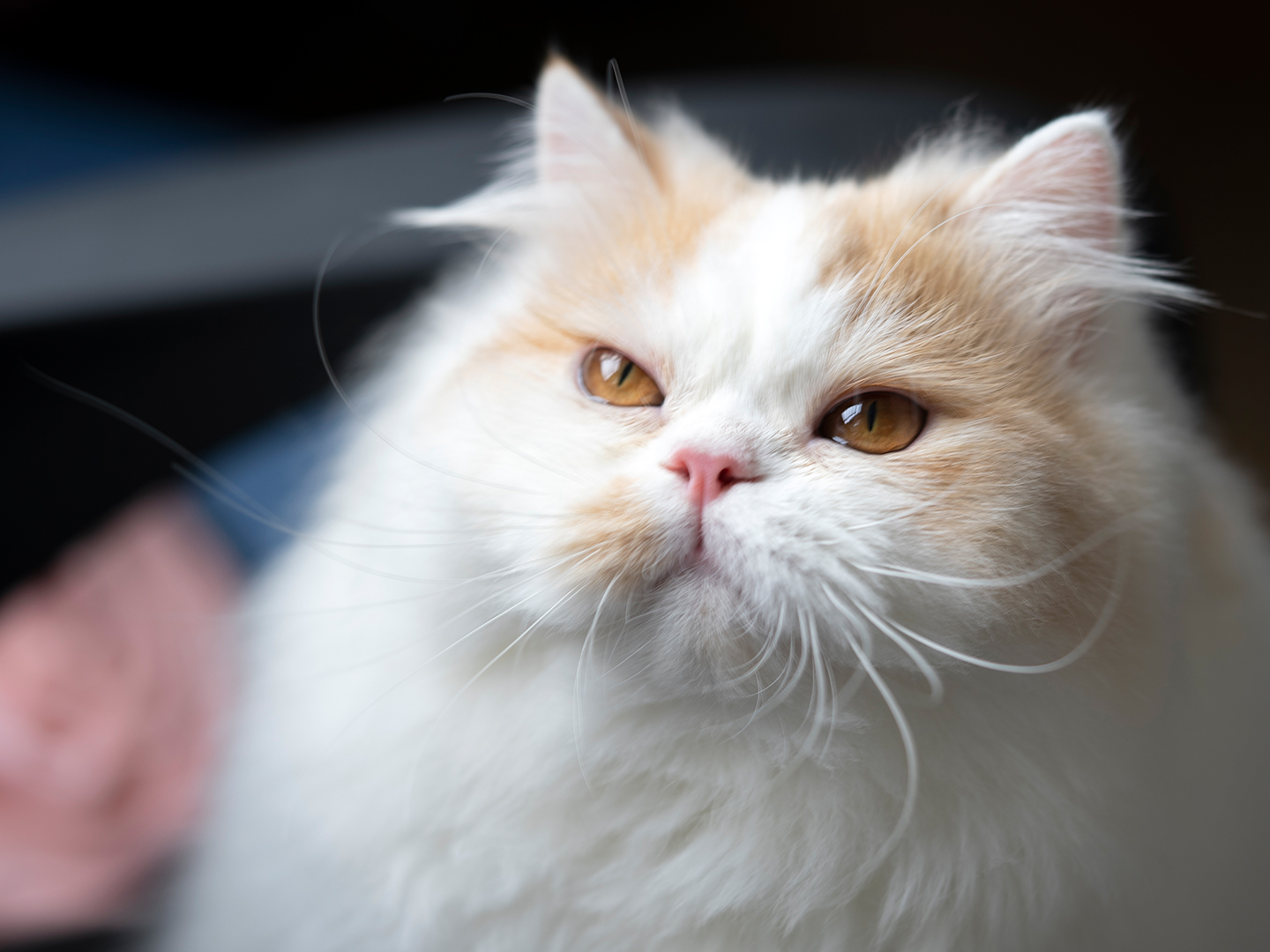 mini&仔仔_HE雯00-站酷ZCOOL