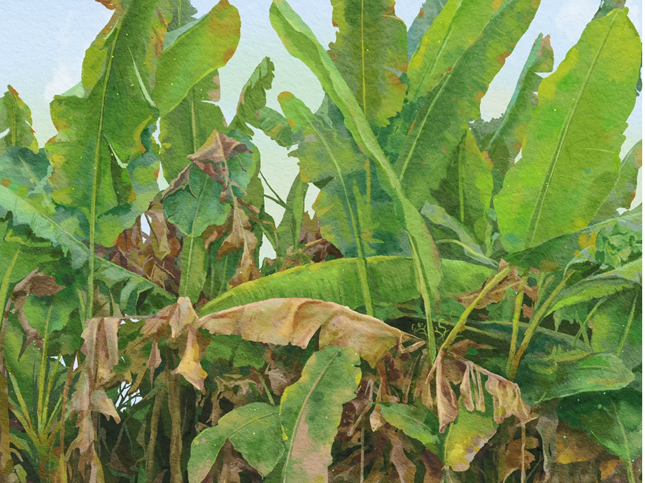 水彩风景画｜芭蕉_zane水彩-站酷ZCOOL