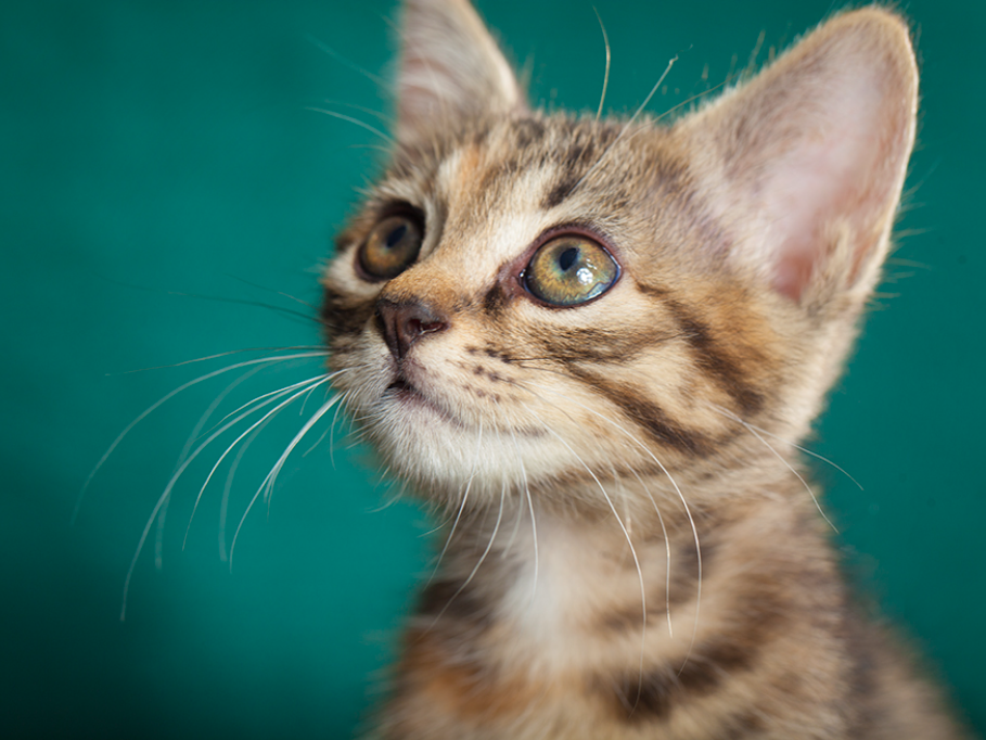 刚捡的喵_微笑之瞳-站酷ZCOOL