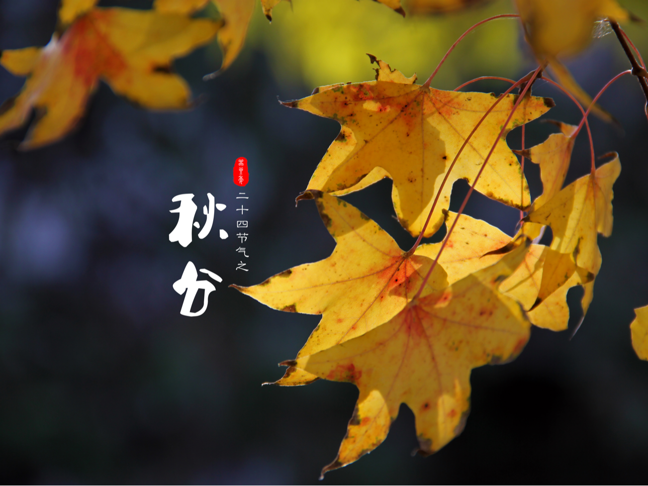 秋分 》_王珮光-站酷ZCOOL