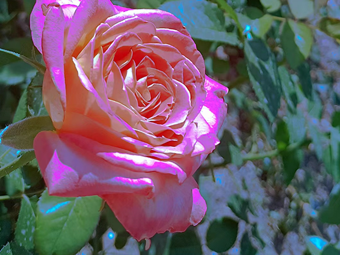 我的相册_苏菲亚S-站酷ZCOOL