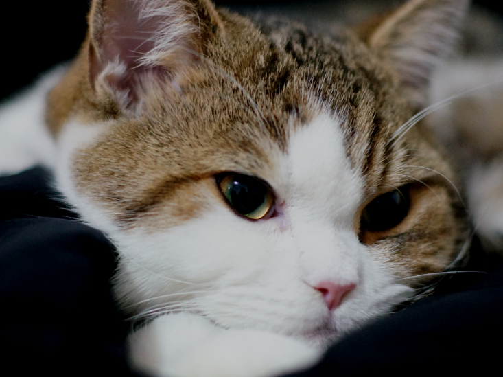 猫猫-麻悠_MAYOOOoo-站酷ZCOOL