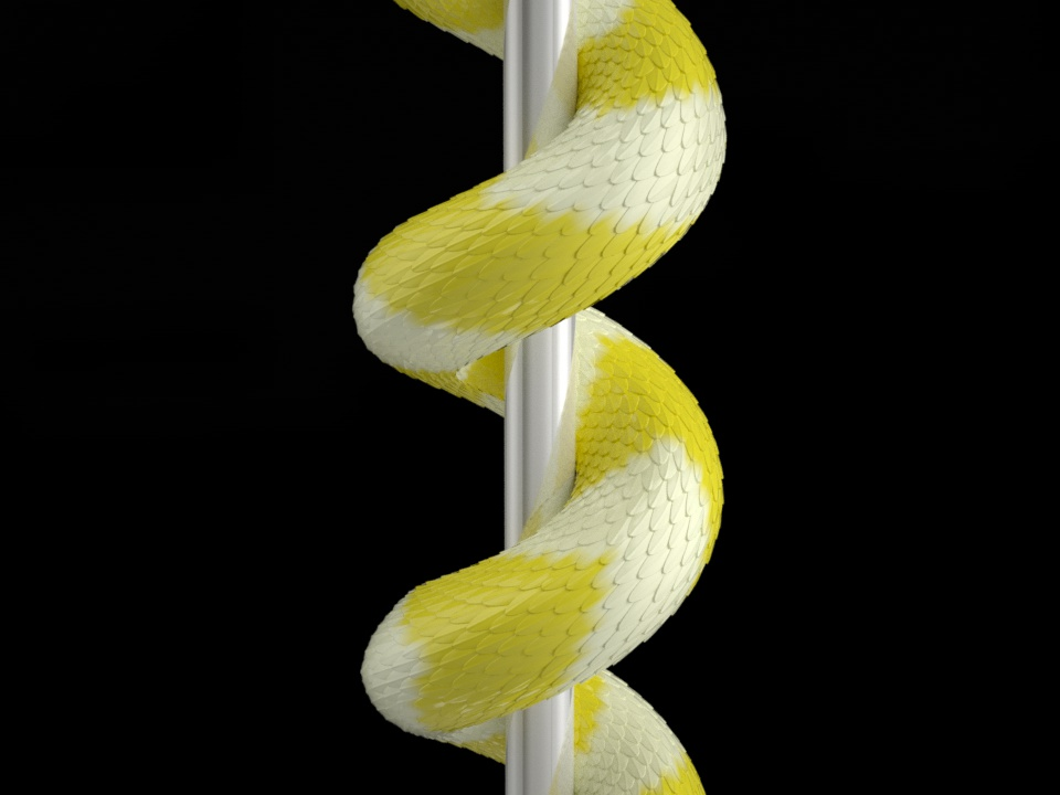 C4D动效_斑马MliF-站酷ZCOOL