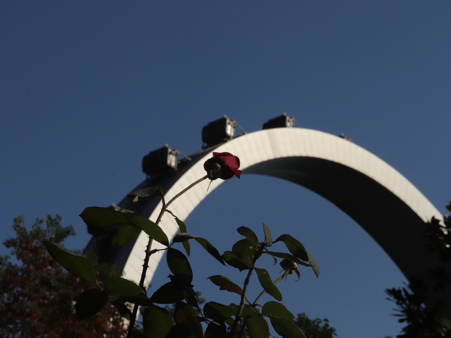 Blur&Rose_这里是chloe-站酷ZCOOL