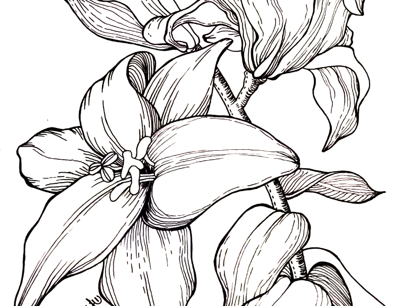 控笔-花卉_寻_xun-站酷ZCOOL