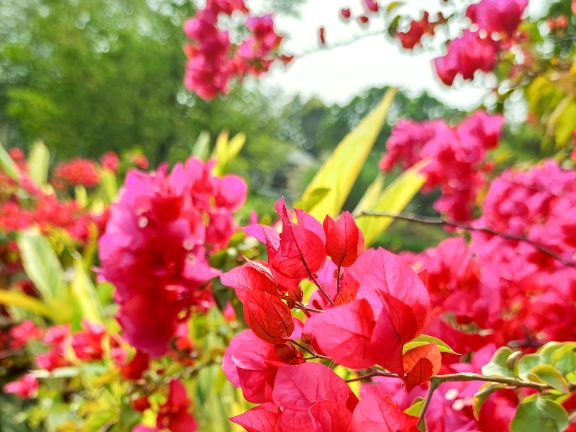 春天的香气—是百花的香味_Rechryya-站酷ZCOOL