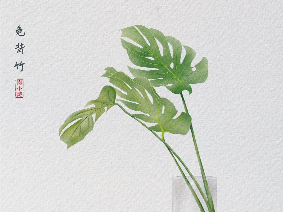 龟背竹 | 原创_周小謎-站酷ZCOOL