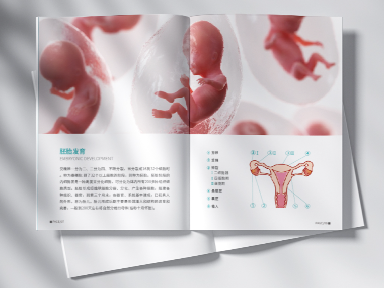 干细胞介绍手册/画册_自弃火种-站酷ZCOOL