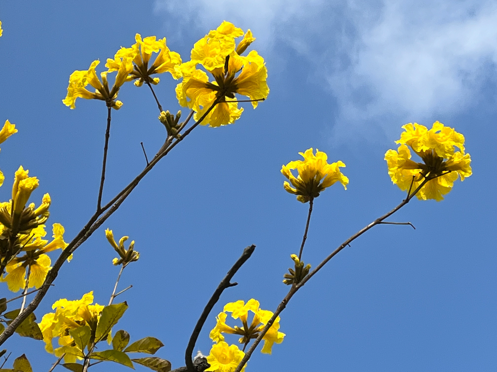 黄钟木_currz-站酷ZCOOL