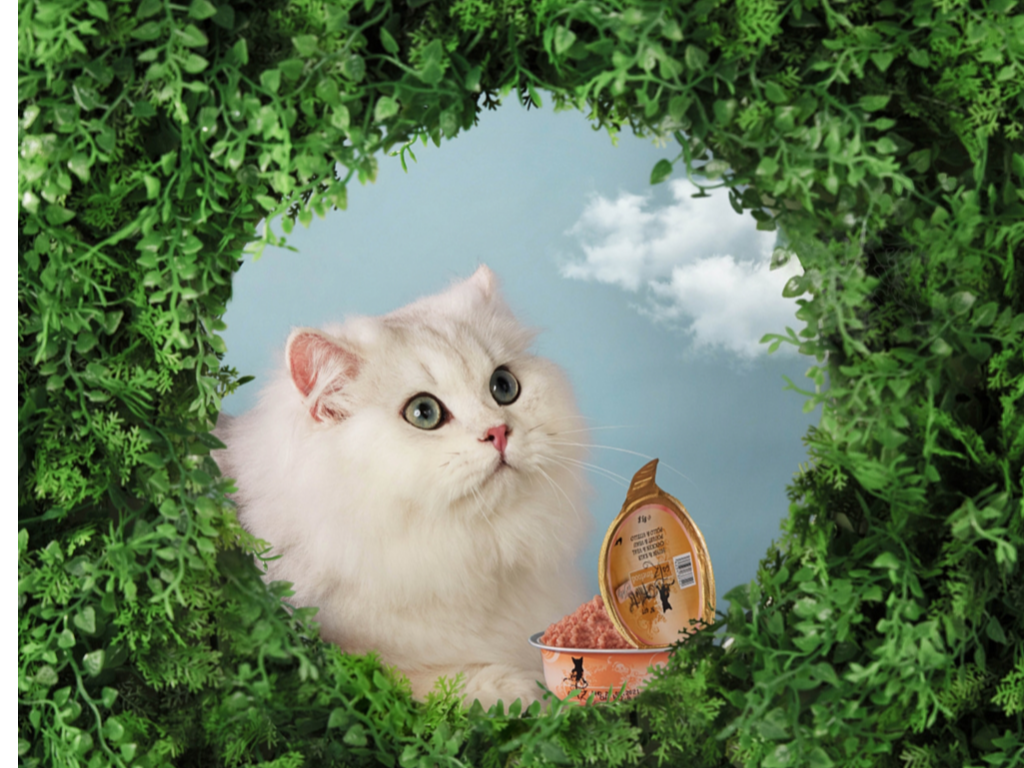 派菲宠物猫罐头拍摄_MY_STUDIO-站酷ZCOOL