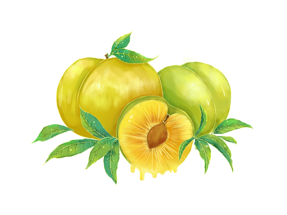 蜂糖李、山茶油_大朋友Thebgf-站酷ZCOOL