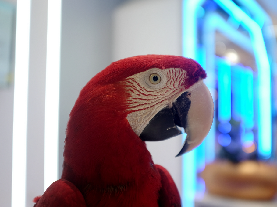 鹦鹉_风流阿k-站酷ZCOOL