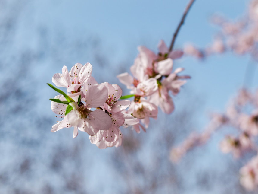 乌鲁木齐之春_redcoolfox-站酷ZCOOL