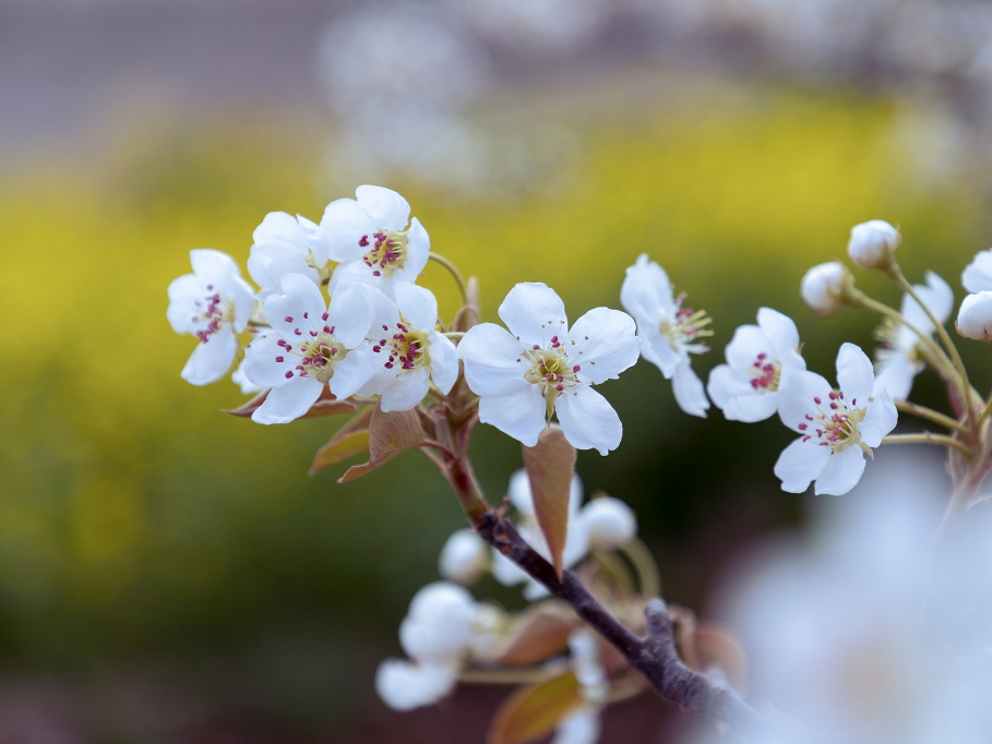 春风对我说_pear1103-站酷ZCOOL