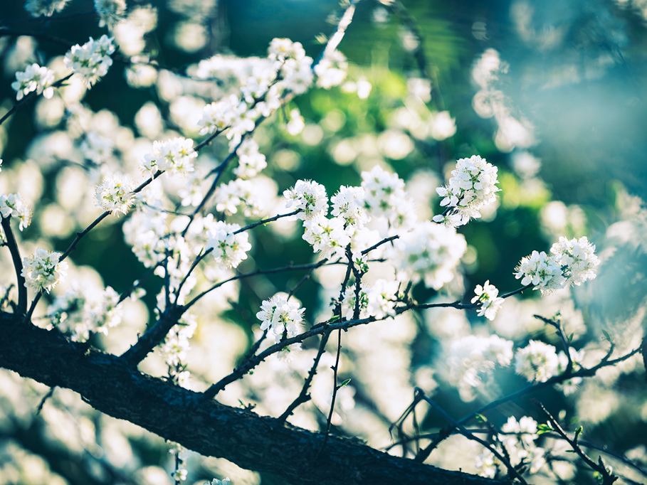 自明无月夜，强笑欲风天_苏辛SX-站酷ZCOOL