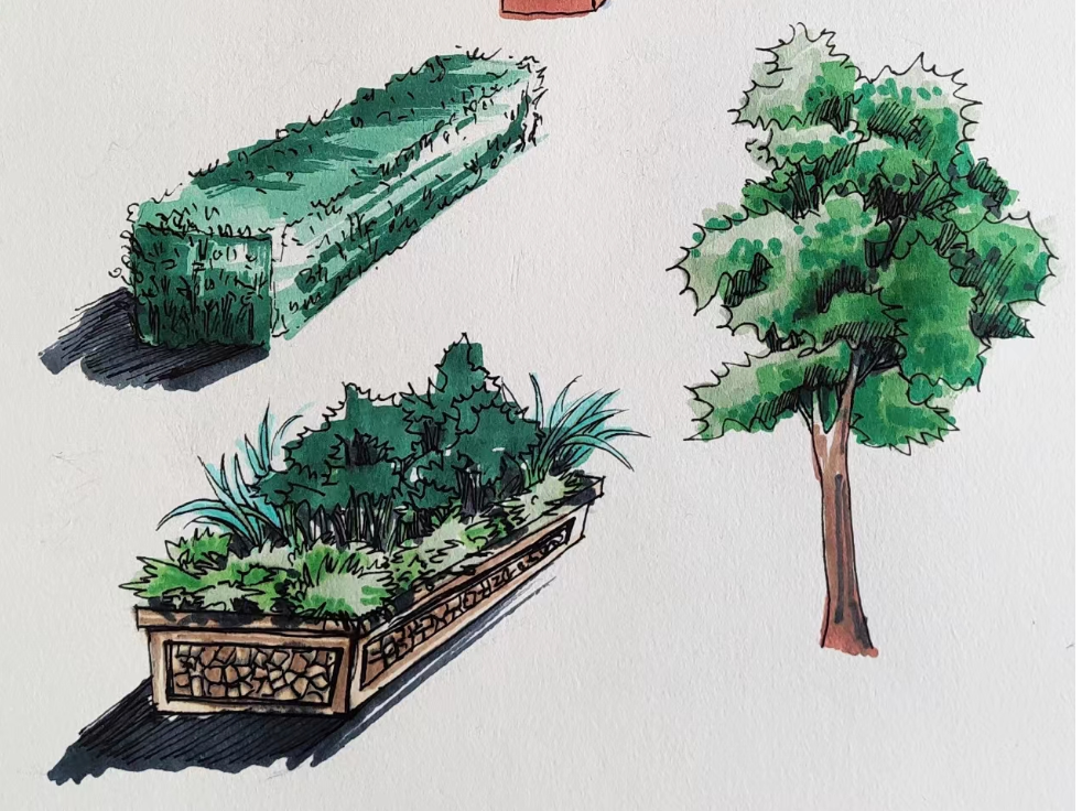 手绘速写打卡《植物》——Day4_花间小灼-站酷ZCOOL