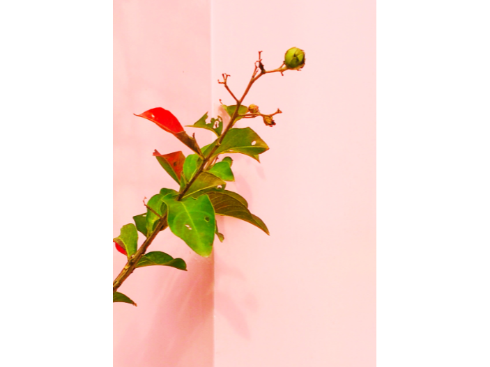 粉粉_楌楌楌木彦-站酷ZCOOL