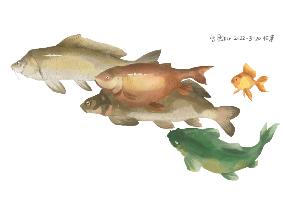 鱼_星star-站酷ZCOOL