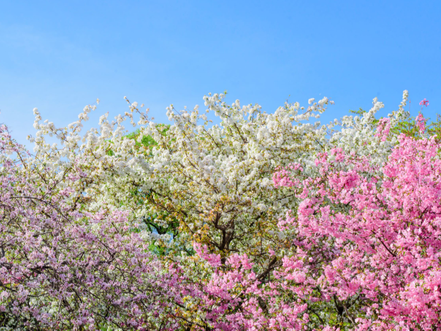 繁花满树_ychsth-站酷ZCOOL