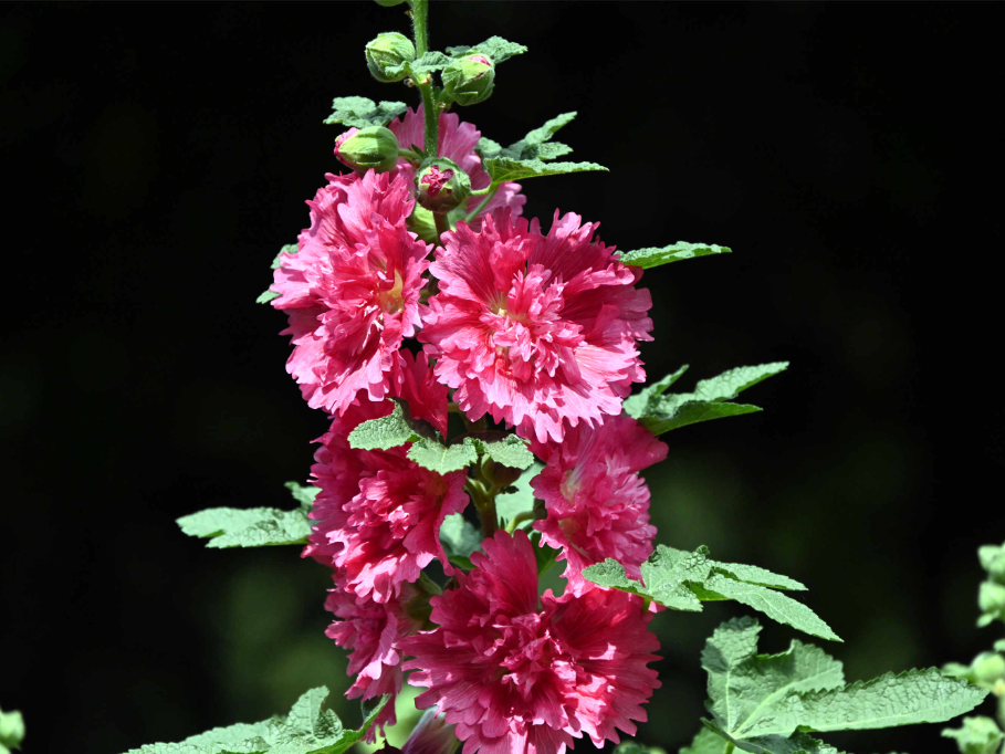 蜀葵_明月故事-站酷ZCOOL