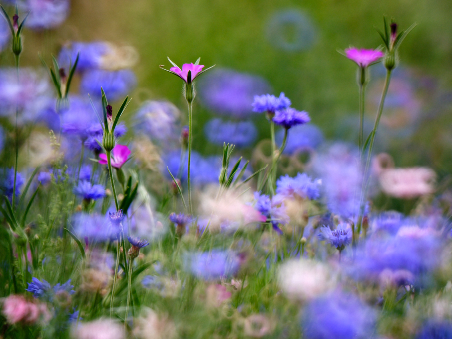 湿地公园的花_绛人-站酷ZCOOL