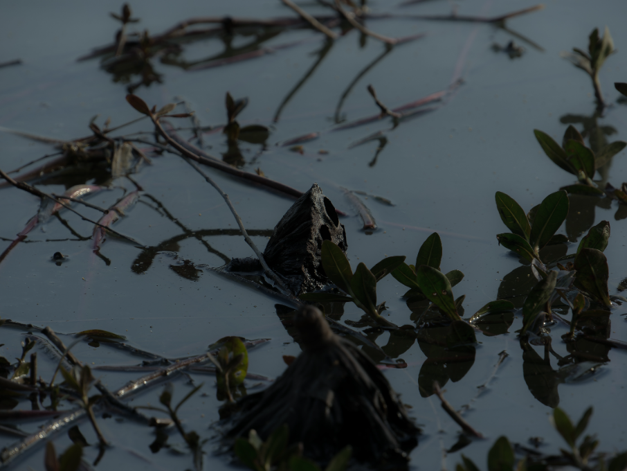 傍晚湖面_MAYOOOoo-站酷ZCOOL