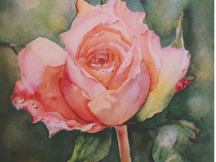 水彩玫瑰_air一休-站酷ZCOOL