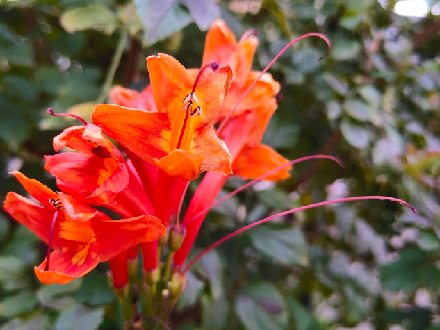 硬骨凌霄_ZBin2009-站酷ZCOOL