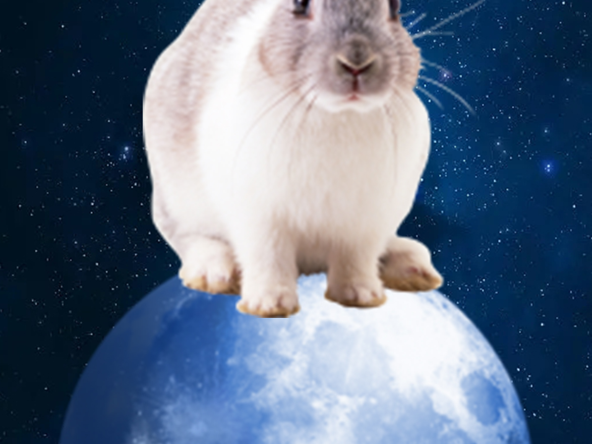 2023年兔年手机壁纸_杨道轩-站酷ZCOOL