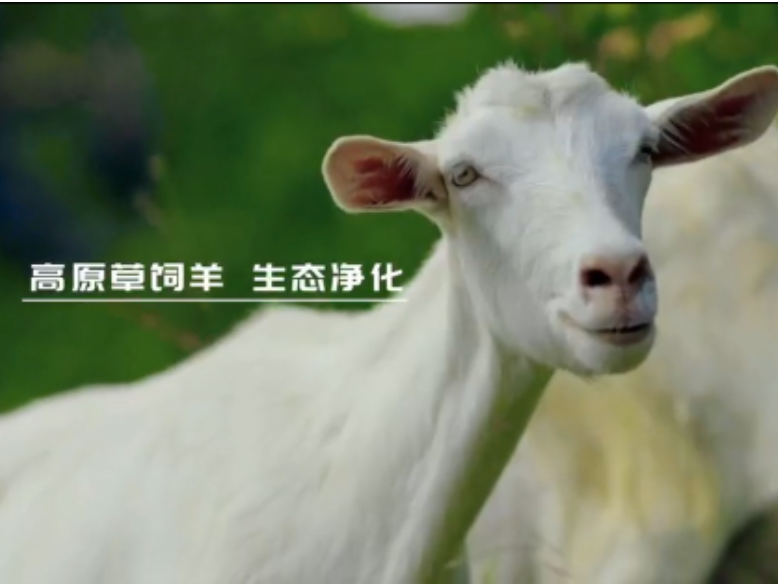 堪称“领头羊”的黄金奶粉更加纯净的羊奶_2RPA6x1hPz-站酷ZCOOL