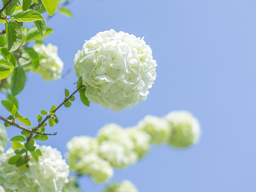 【赶一趟春日列车】中华木绣球_容我充个电-站酷ZCOOL