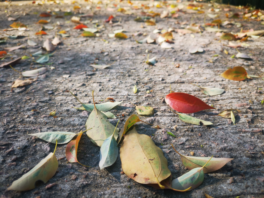 踏春随手拍一下_叶橙MR张-站酷ZCOOL