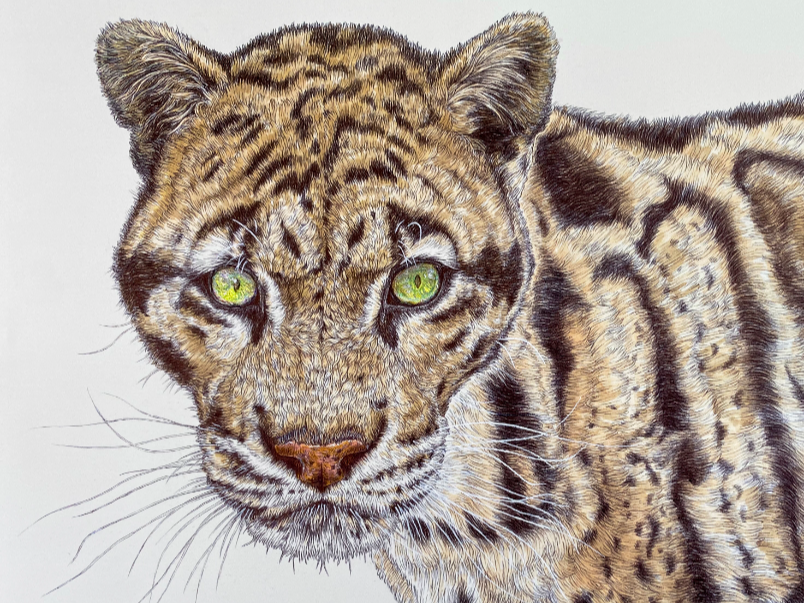 《云豹》_皓joker-站酷ZCOOL