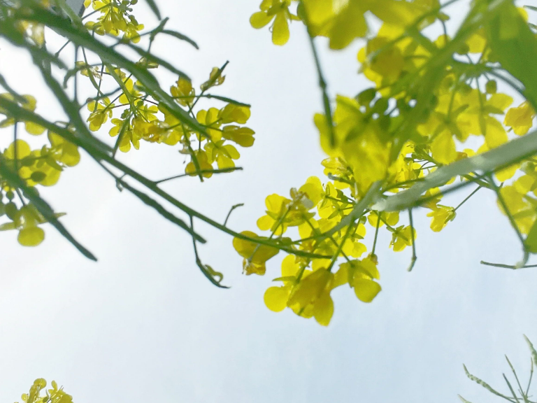 江南的油菜花_月屿喵-站酷ZCOOL